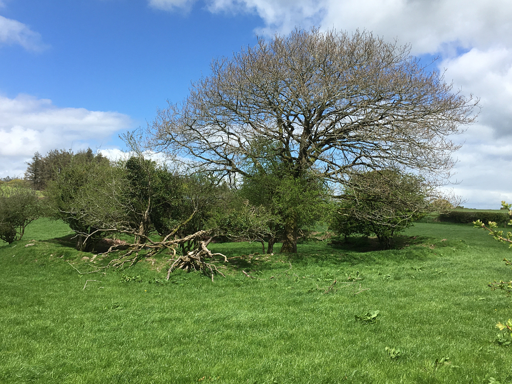 Ring-Barrows in Aghabullogue Parish